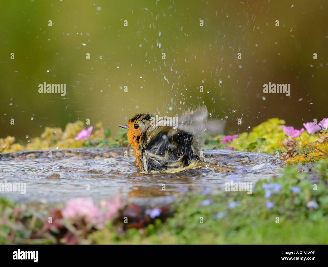 Wet robin hi-res stock photography and images - Alamy