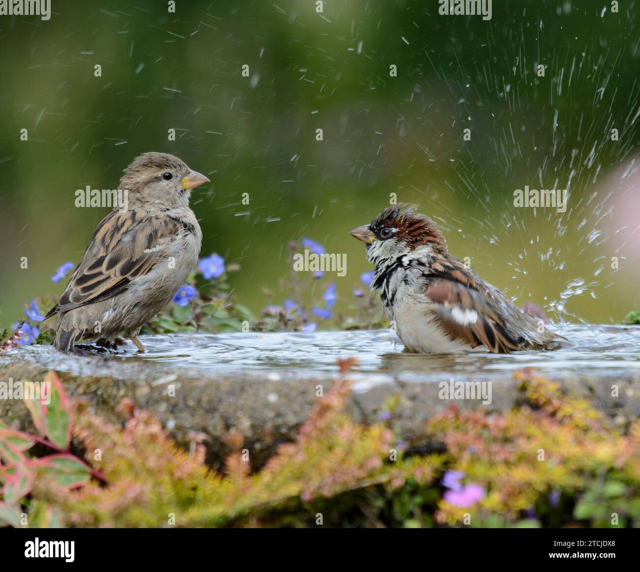 House sparrow, Passer domesticus, male and female bathing in garden ...