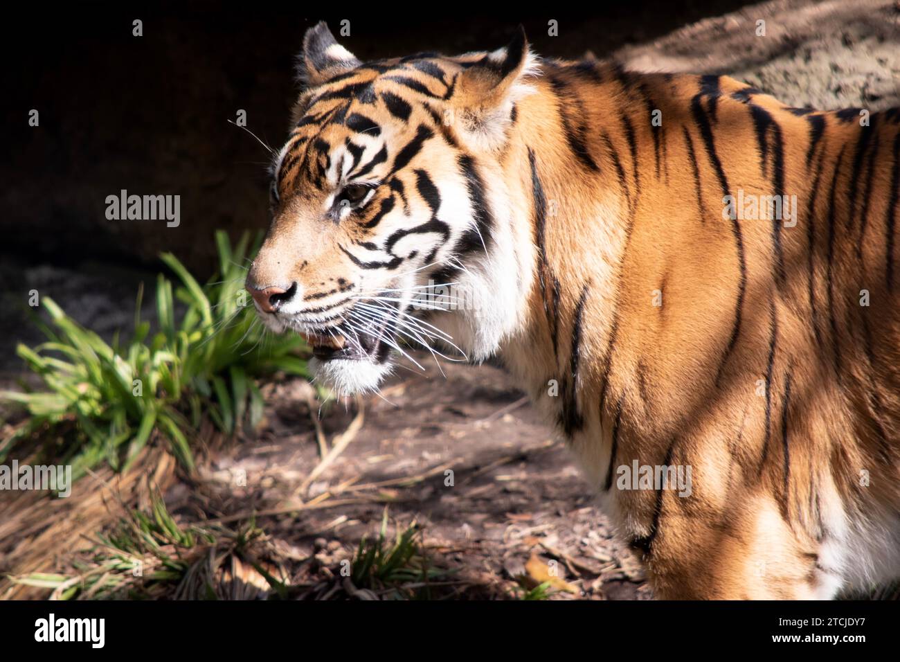 Young tigers have a coat of golden fur with dark stripes, the tiger is ...