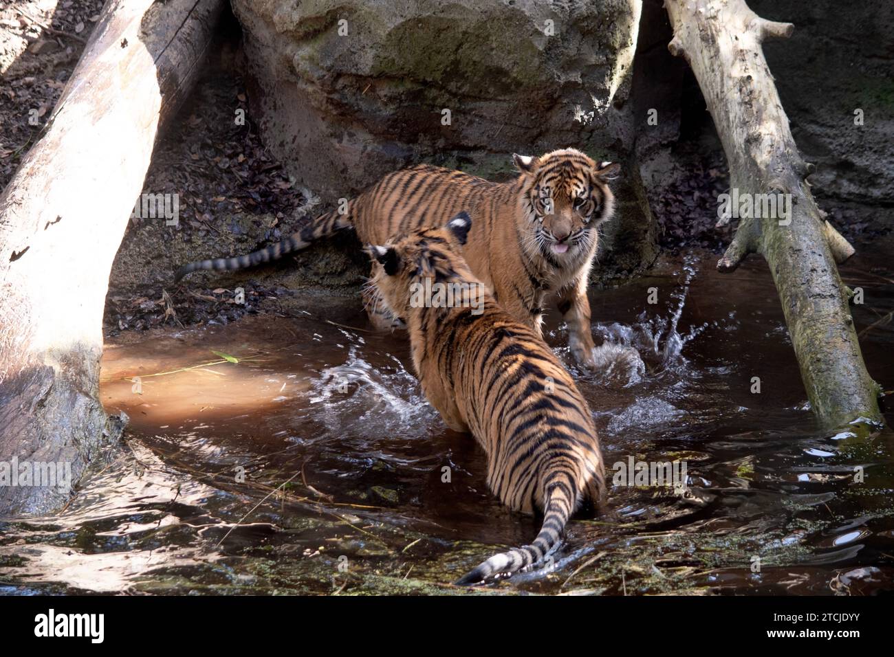Young tigers have a coat of golden fur with dark stripes, the tiger is ...