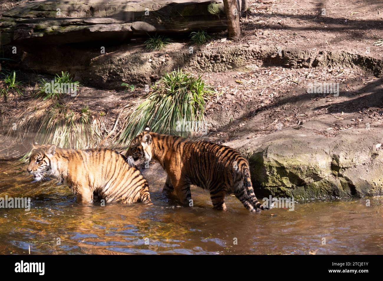 Young tigers have a coat of golden fur with dark stripes, the tiger is ...