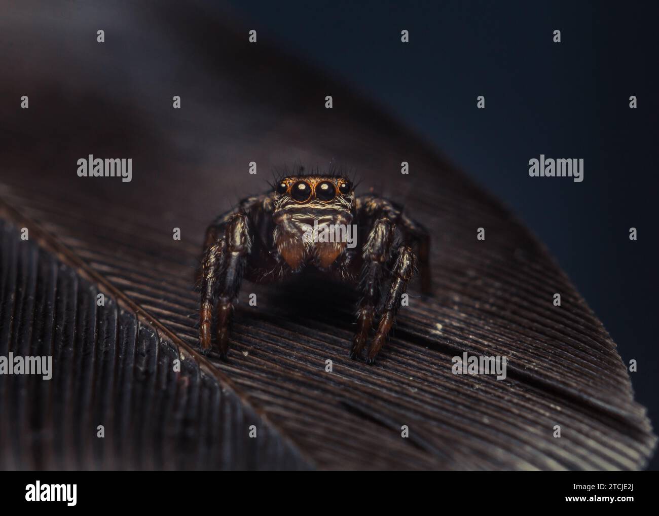 Spider peeking hi-res stock photography and images - Alamy