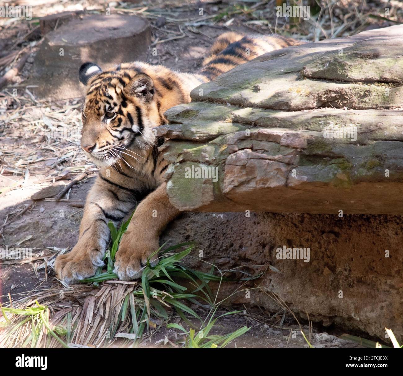 Young tigers have all their stripes and markings. They are learning to ...