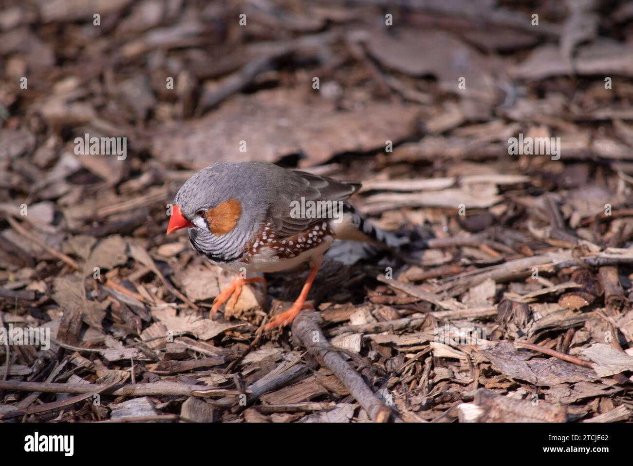 the male zebra finch has a grey body with a white under belly with a ...