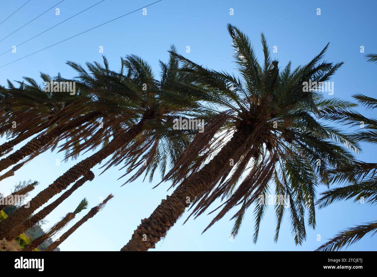 View of date palms in Saudi Arabia Stock Photo - Alamy