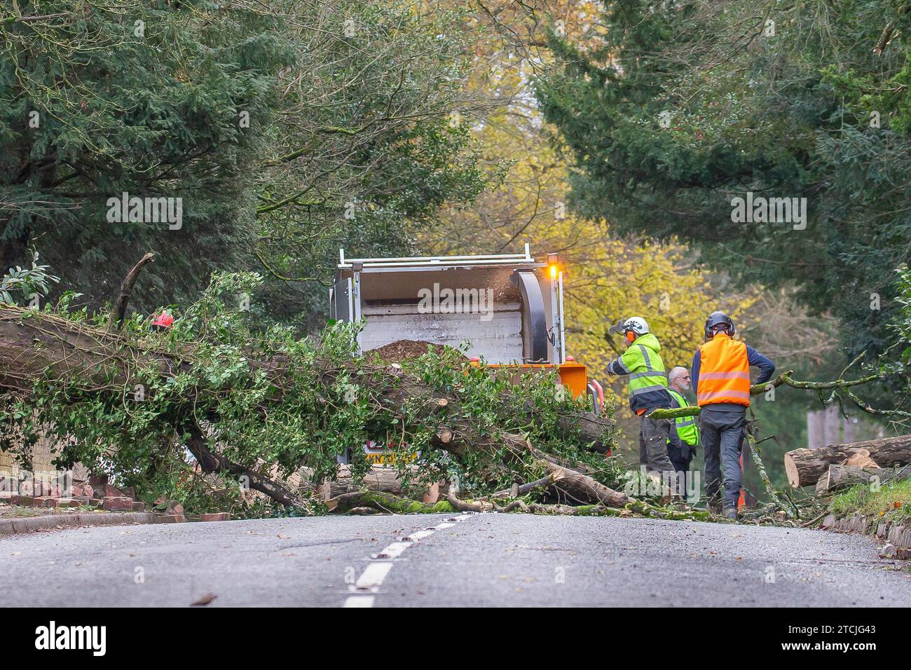 Kidderminster, UK.13th December, 2023. UK weather: a tree surgeon team ...