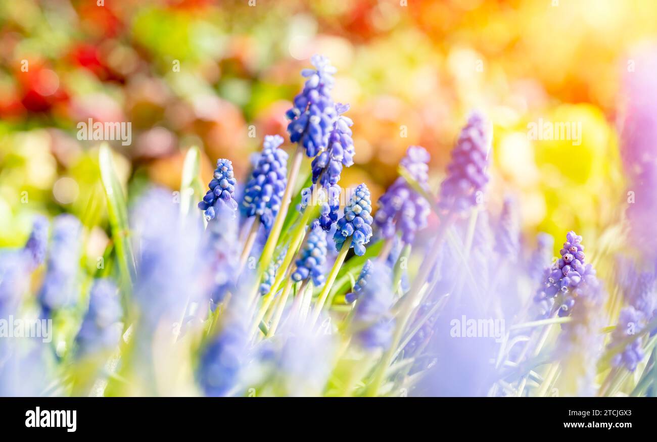beautiful blue starch grape hyacinth flowers bloom in spring garden ...