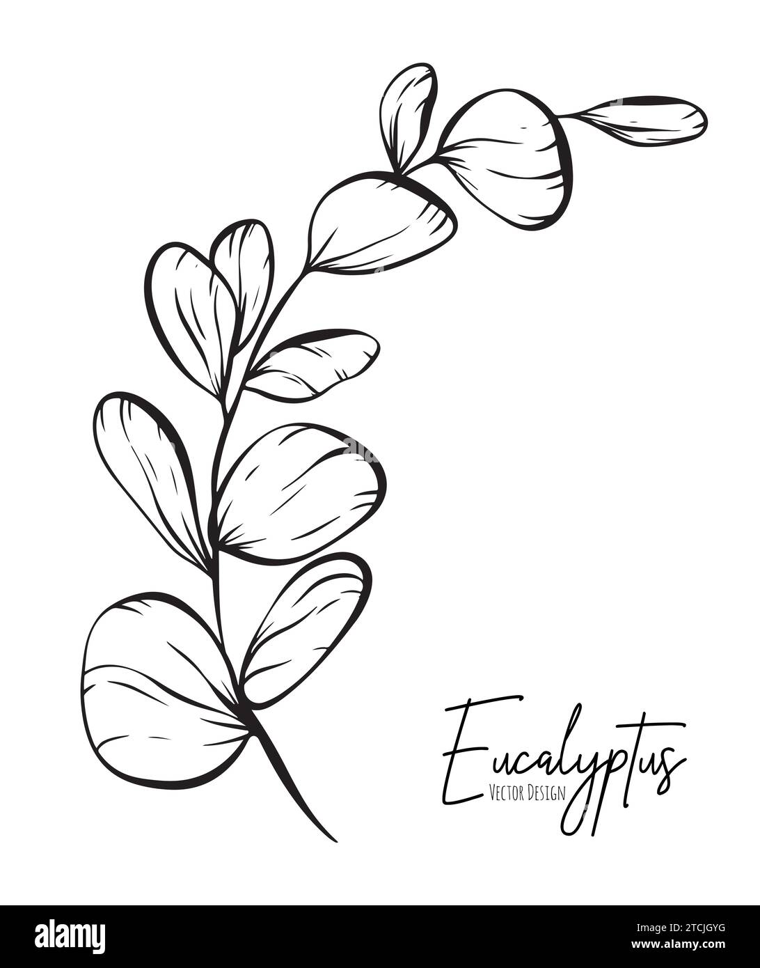 Eucalyptus line art Black and White Stock Photos & Images - Alamy