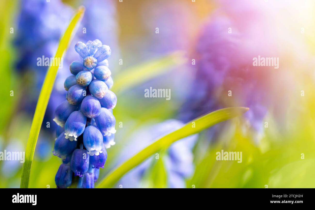 beautiful blue starch grape hyacinth flowers bloom in spring garden ...
