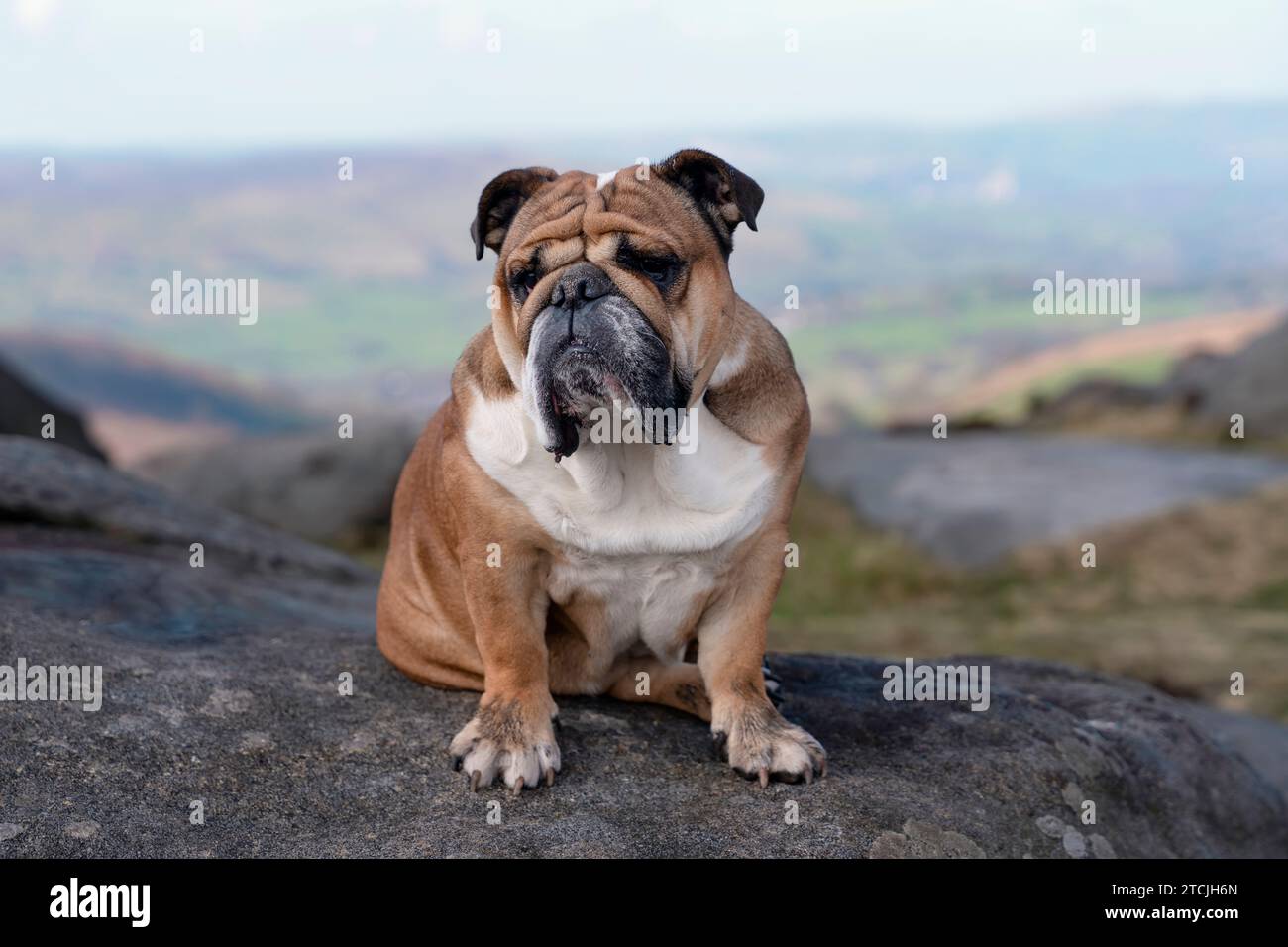English bulldog on top of mountain sitting on top of mountain at Peak ...
