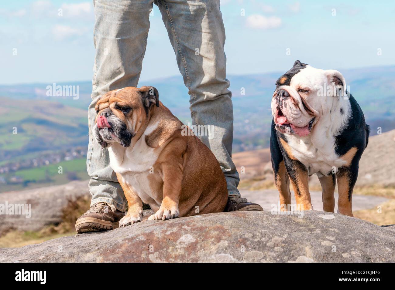 Retired happy retirement dog hi-res stock photography and images - Alamy
