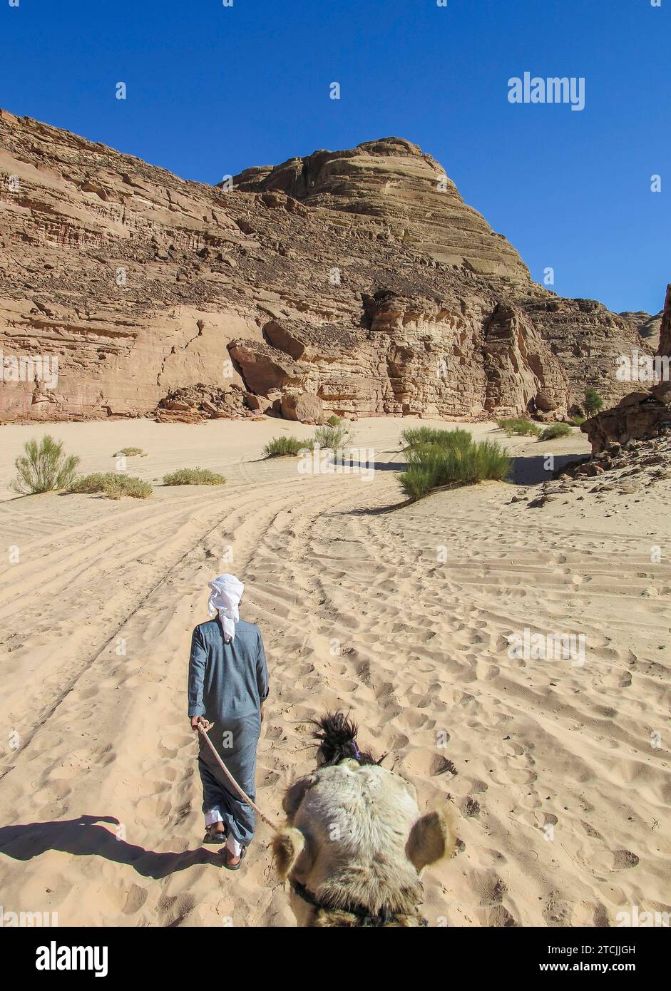 Beduine führt Kamel, sandiges Tal, Landschaft im südlichen Sinai ...