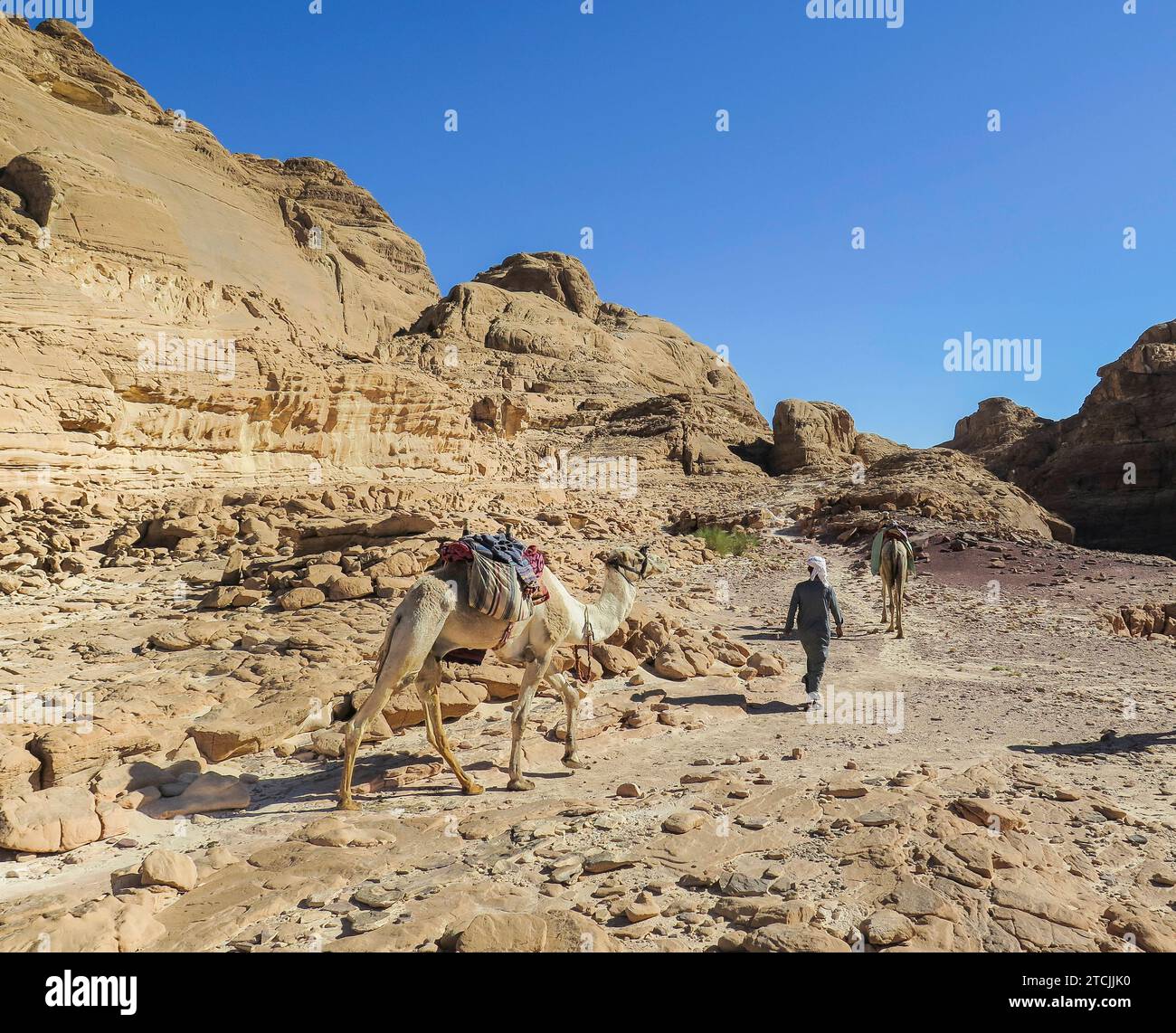 Beduine führt Kamel, Landschaft im südlichen Sinai zwischen Ain Khudra ...