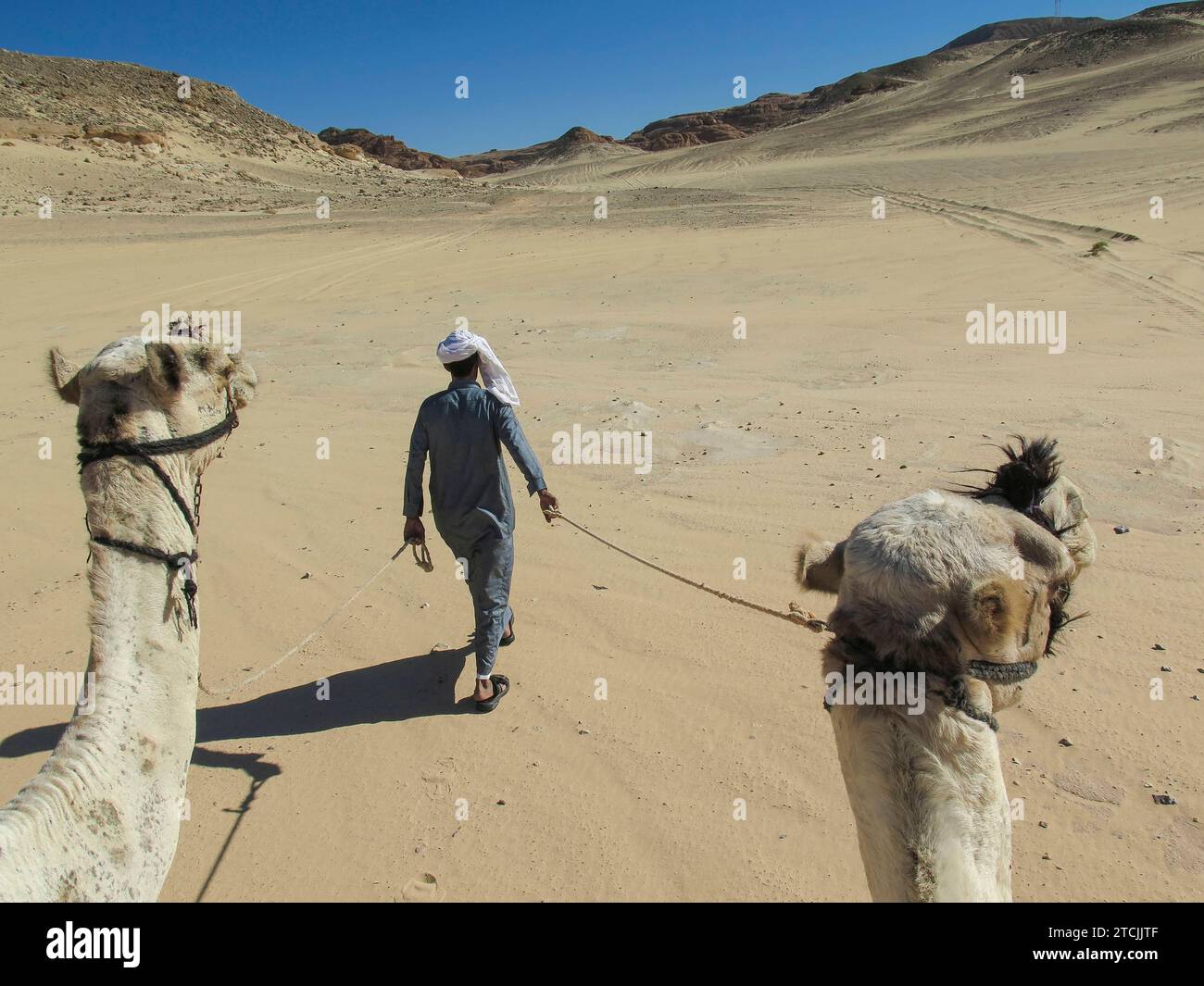 Beduine führt Kamele, sandiges Tal, Landschaft im südlichen Sinai ...