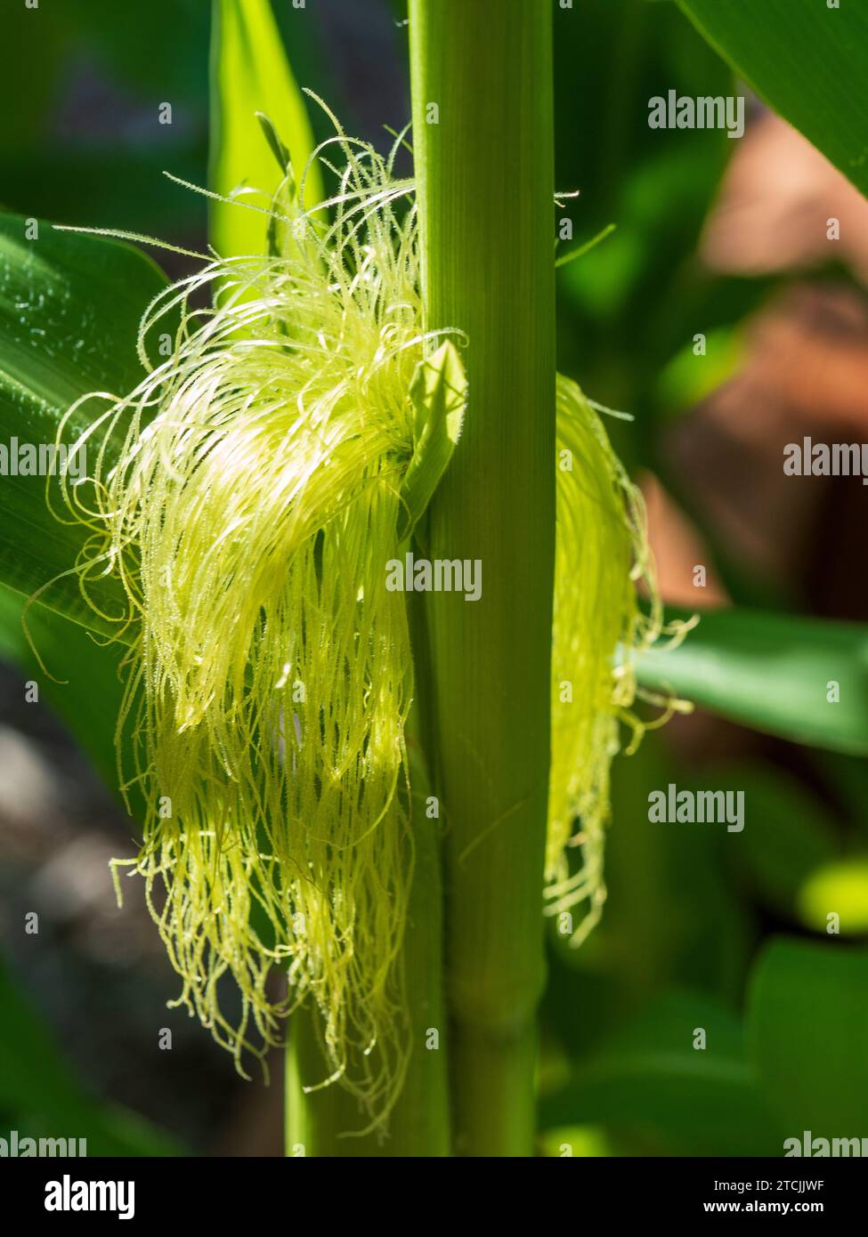 Corn growth stages hi-res stock photography and images - Alamy