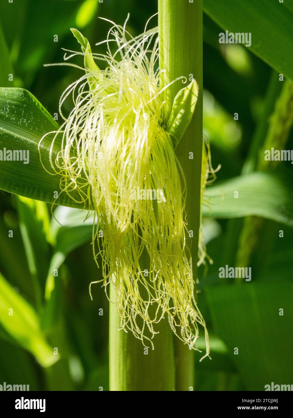 Corn Silk or Stigma, the female flower part of a Corn Plant that needs ...