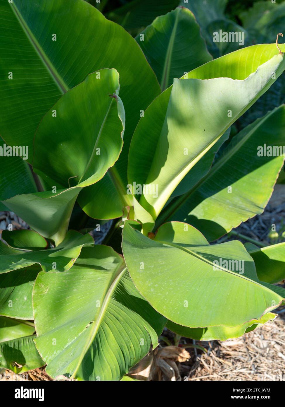 A Williams Dwarf Banana Tree, leafy green Stock Photo - Alamy