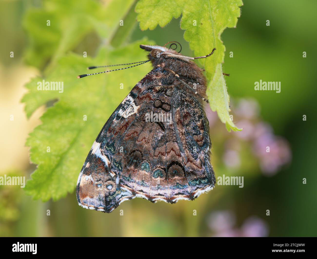 Red Admiral Butterfly. Wings Closed Stock Photo - Alamy