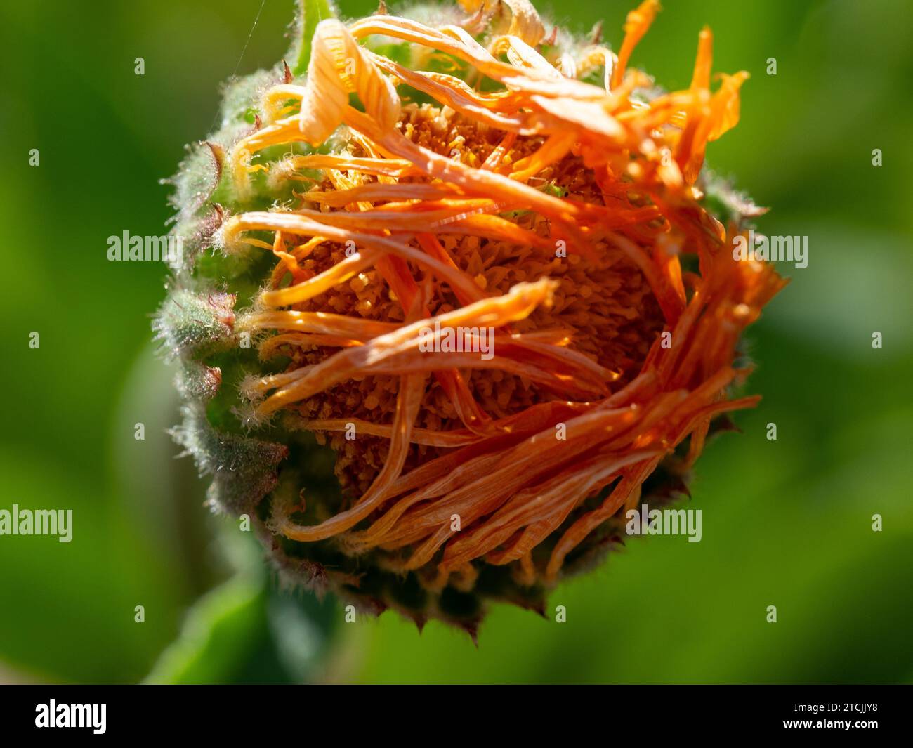 Orange Calendula flower bud with skinny shriveled looking petals ...