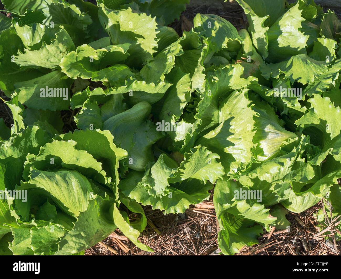 A crop of Iceberg Lettuce ( Lactuca sativa var. capitata ), salad ...