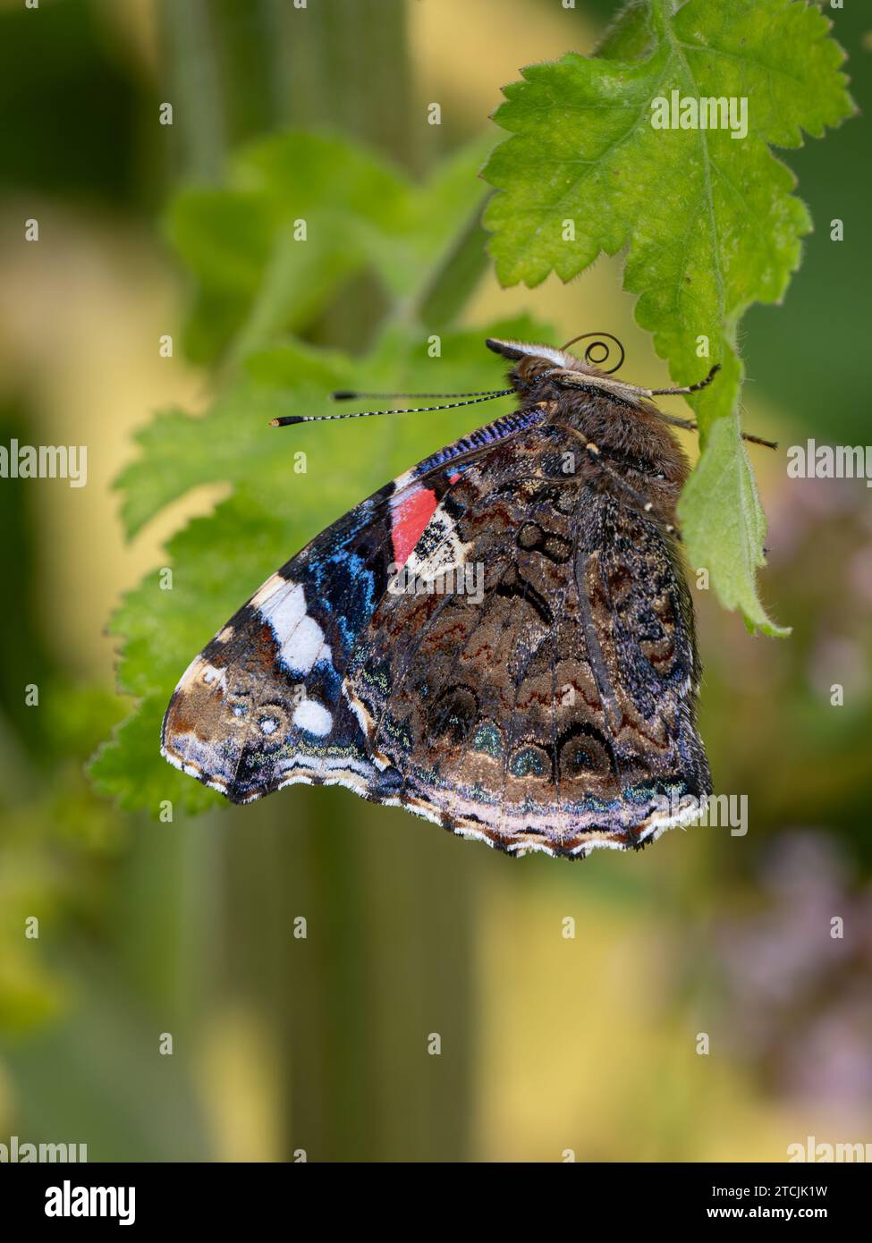 Red Admiral Butterfly. Wings Closed Stock Photo - Alamy
