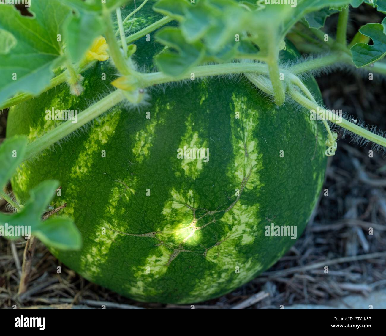 Watermelon plant growth stages hi-res stock photography and images - Alamy