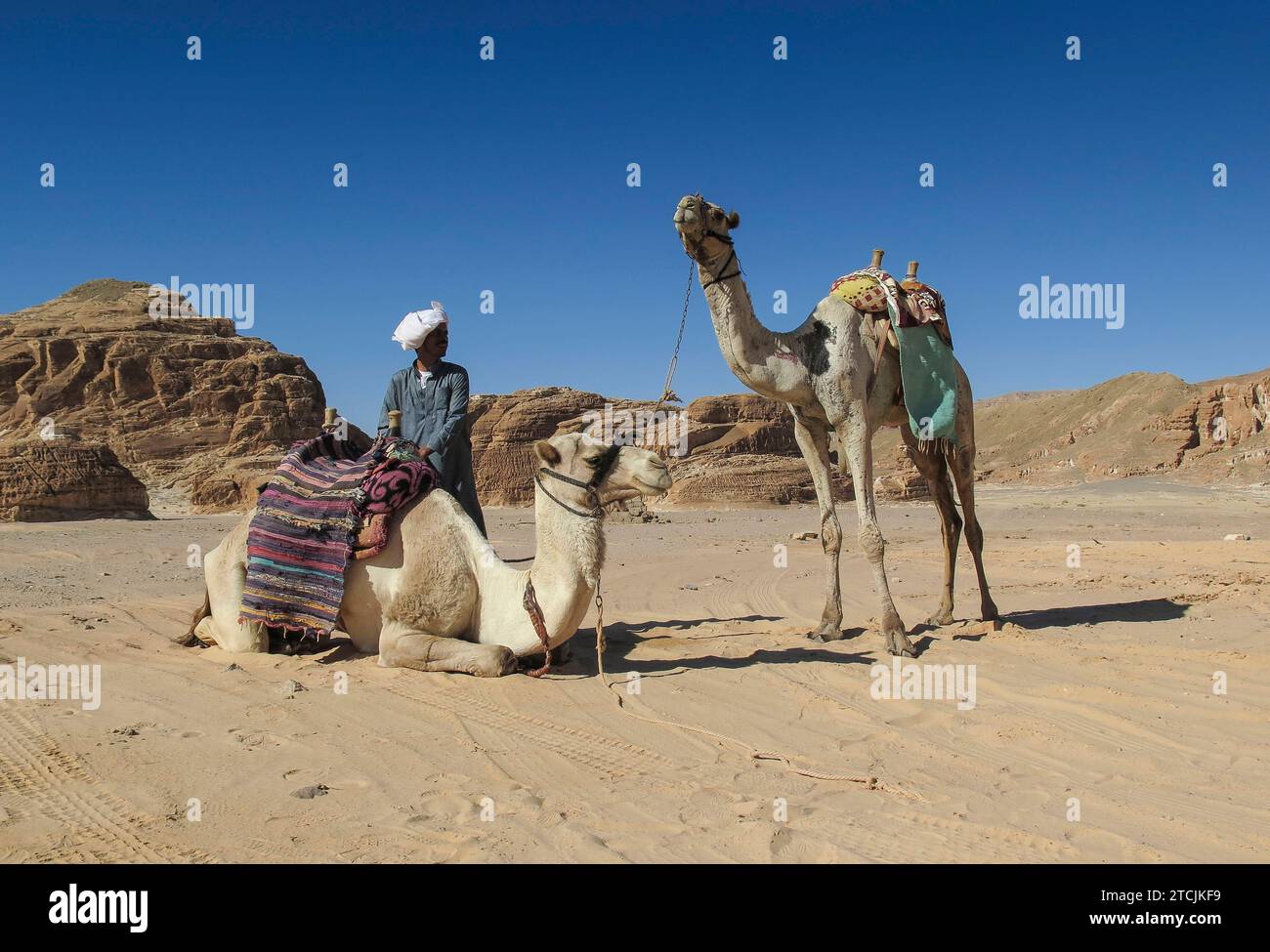 Beduine mit Kamelen, Landschaft im südlichen Sinai zwischen Ain Khudra ...