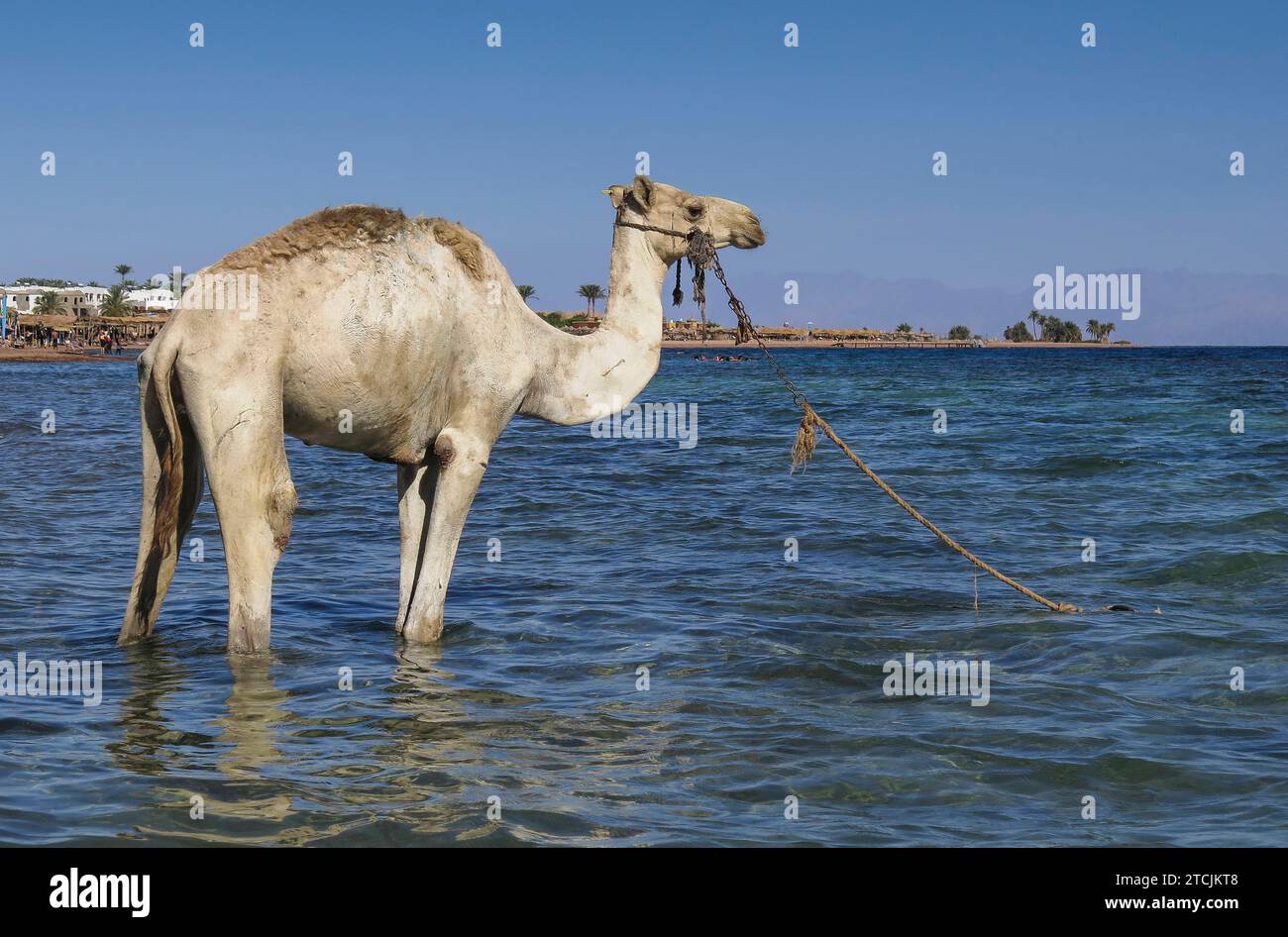 Golf tier hi-res stock photography and images - Alamy