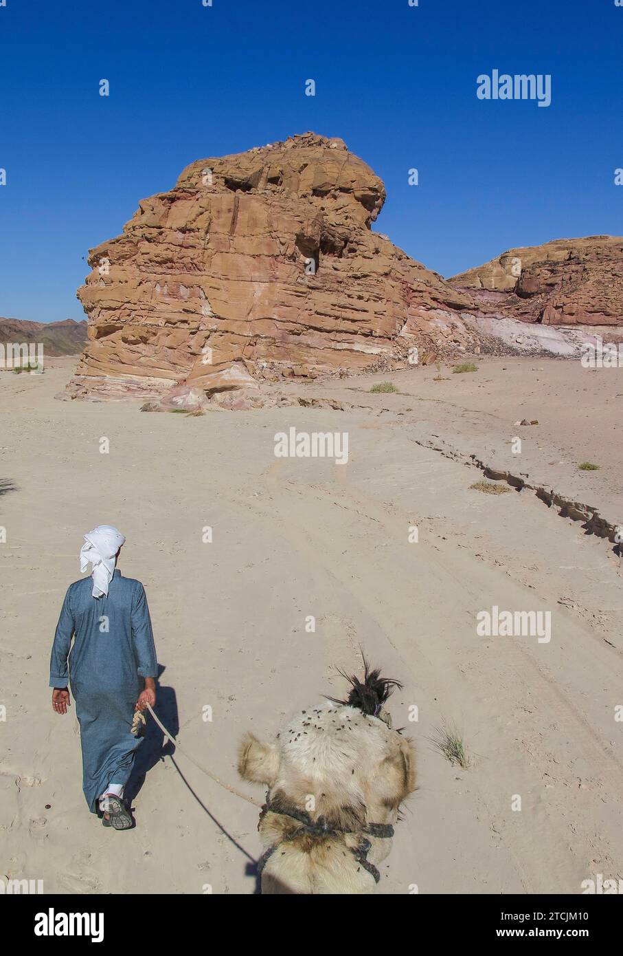Beduine führt Kamel, sandiges Tal, Landschaft im südlichen Sinai ...