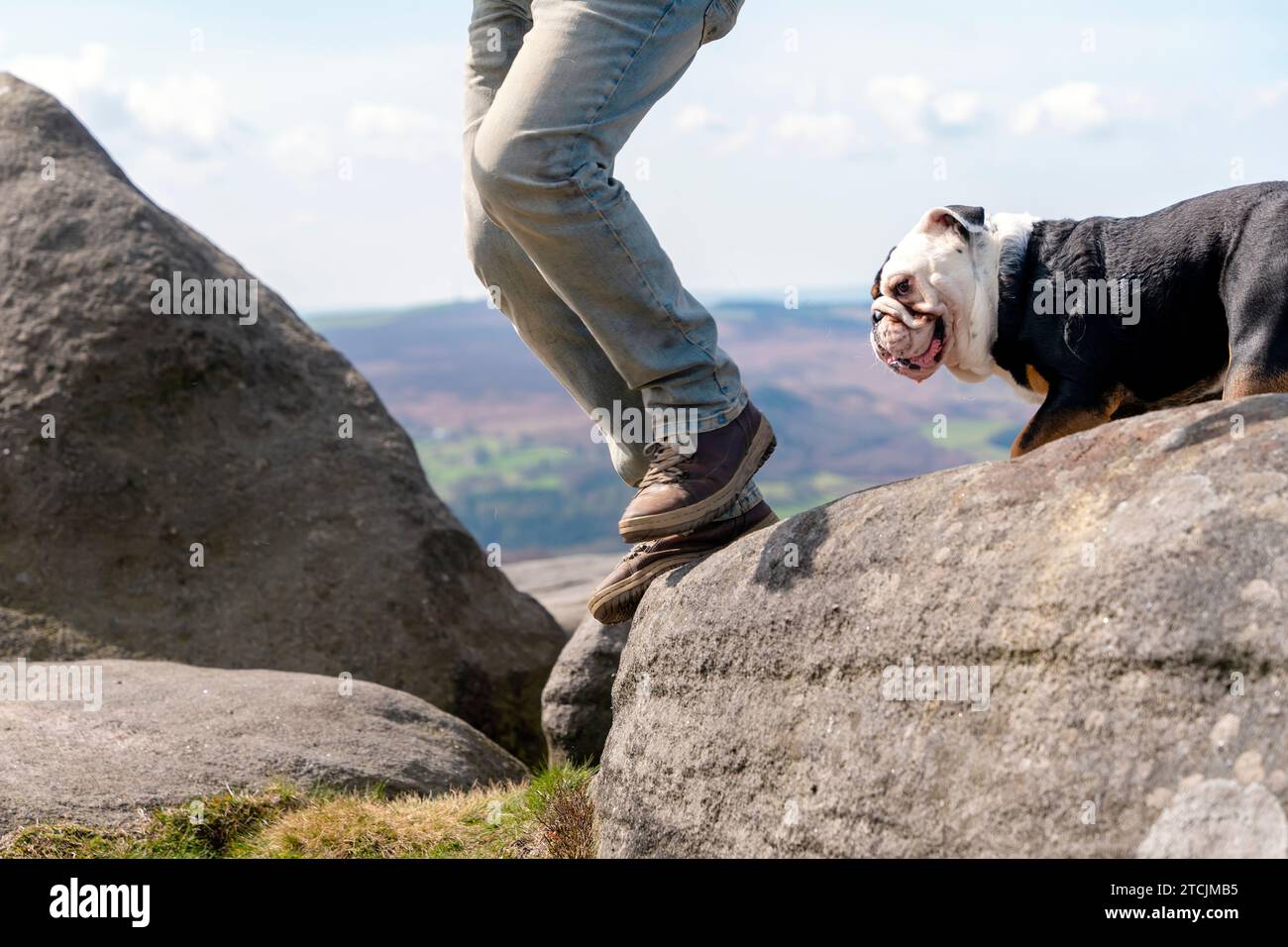 Brave English bulldogs on top of a mountain, going for a walk in the ...