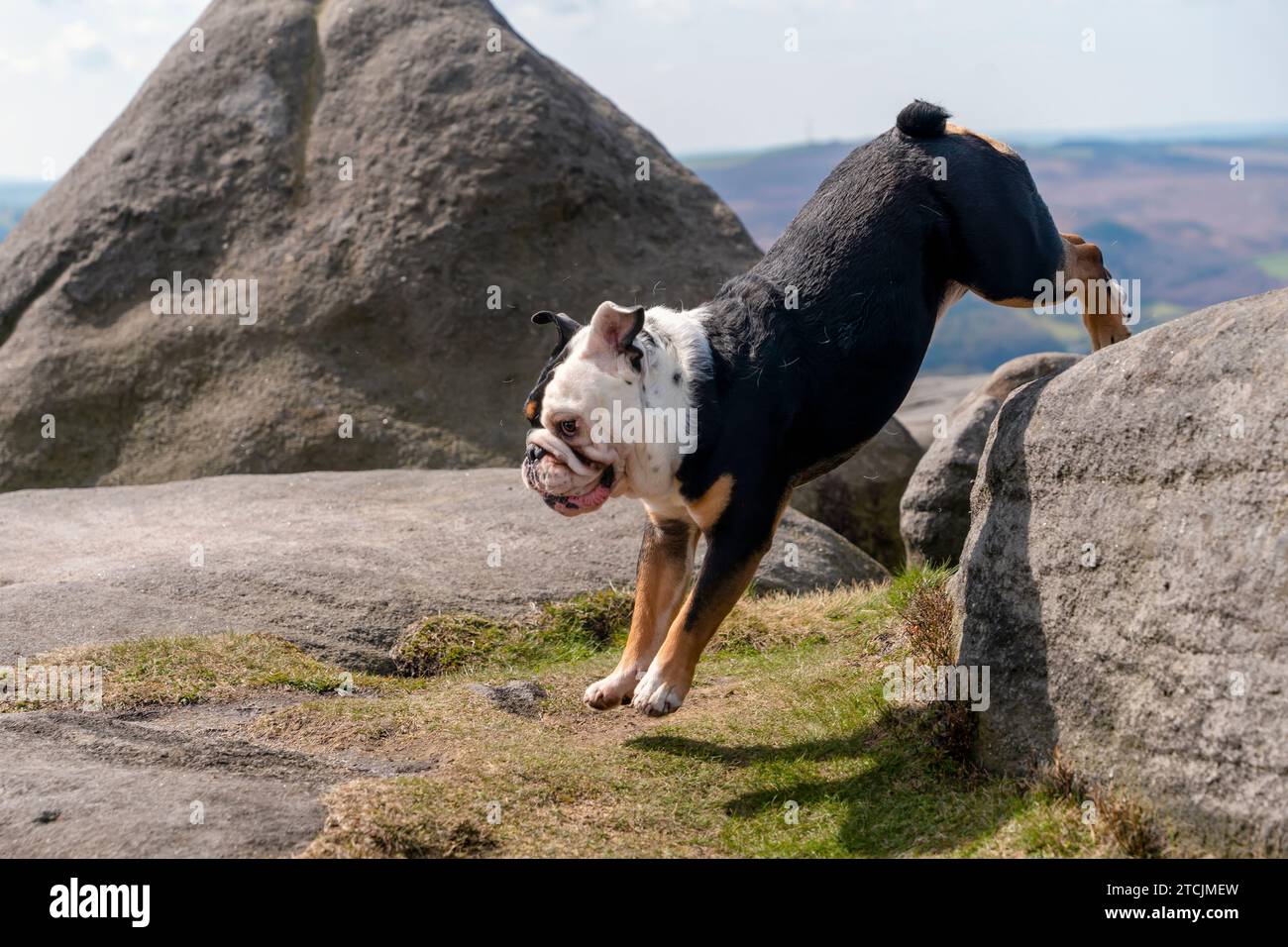 Brave English bulldogs on top of a mountain, going for a walk in the ...