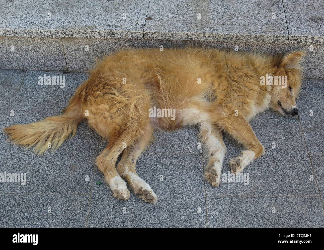 Straßenhund schläft, Dahab, Sinai, Ägypten *** Street dog sleeping ...