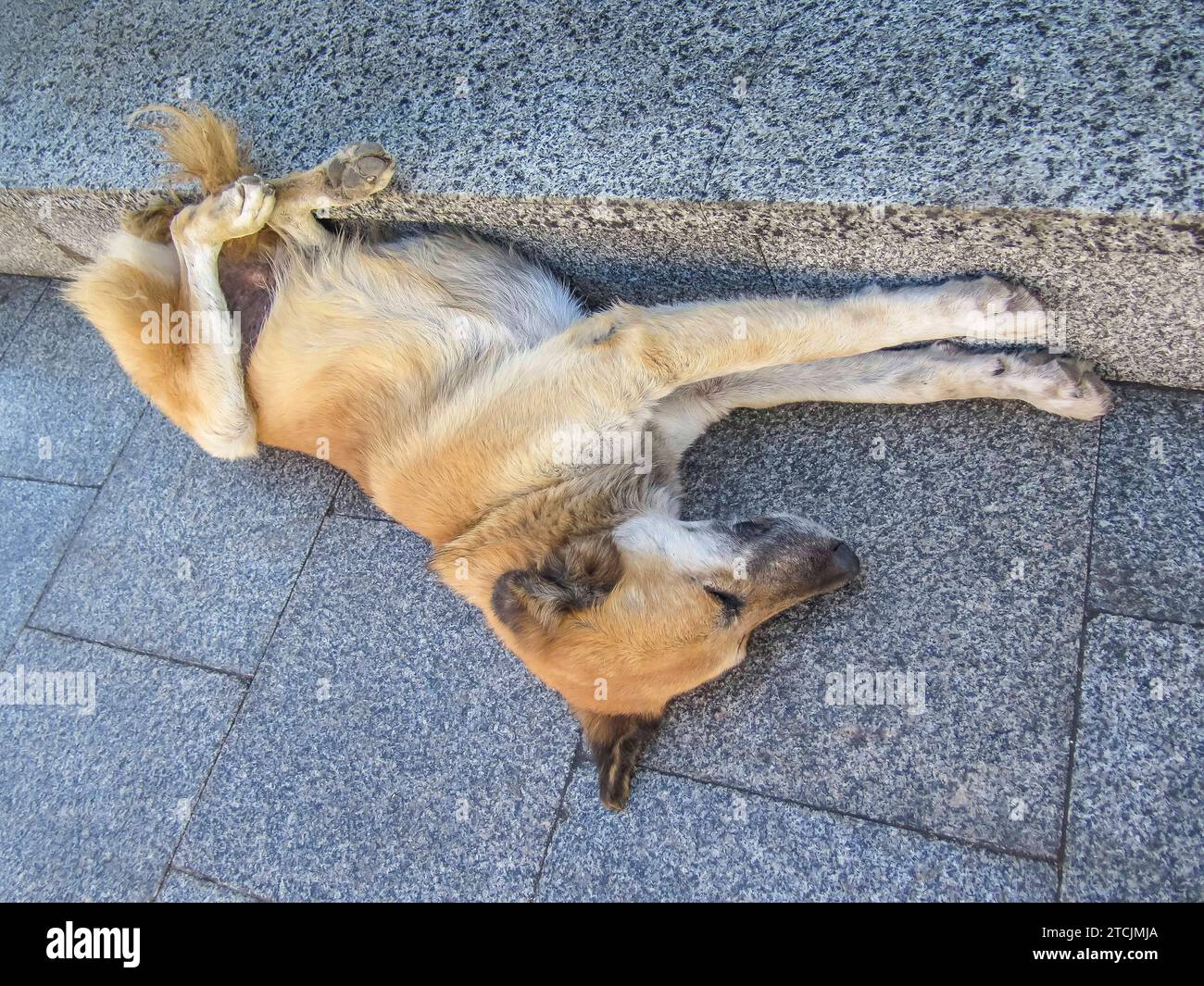 Straßenhund schläft, Dahab, Sinai, Ägypten *** Street dog sleeping ...