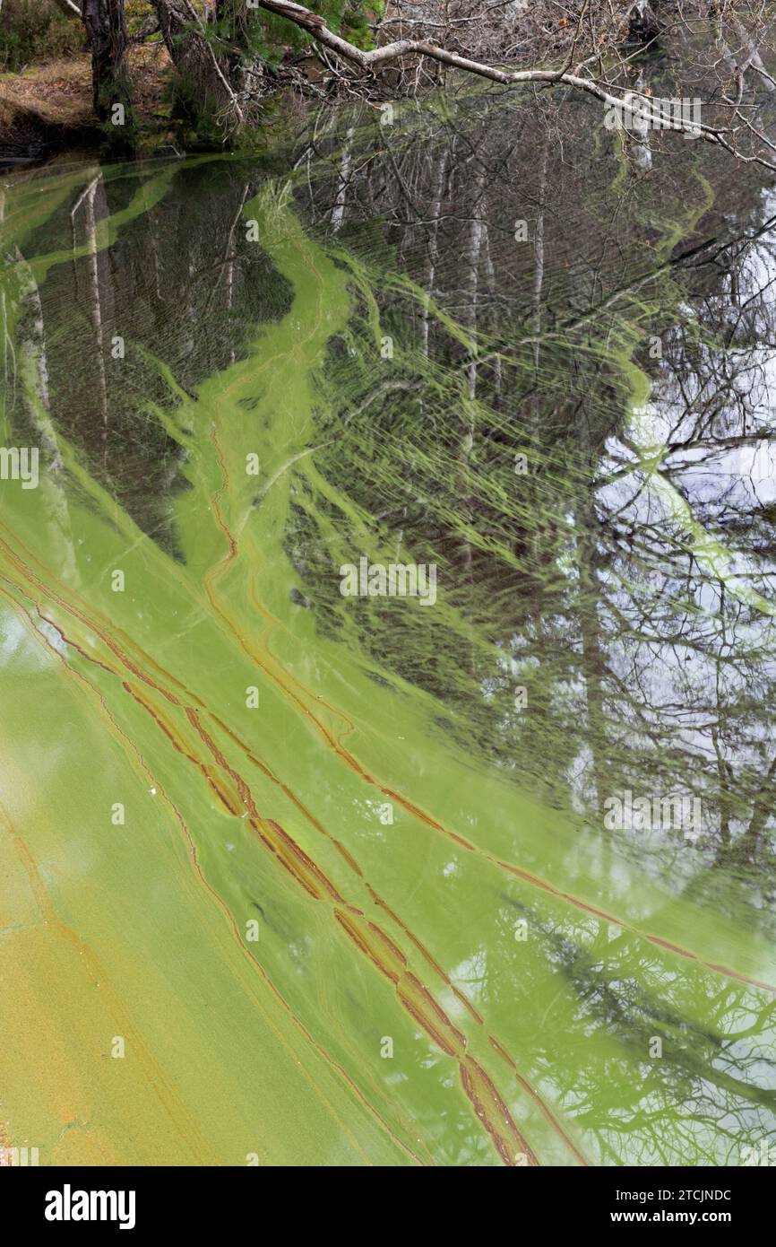 Algae on trees hi-res stock photography and images - Alamy