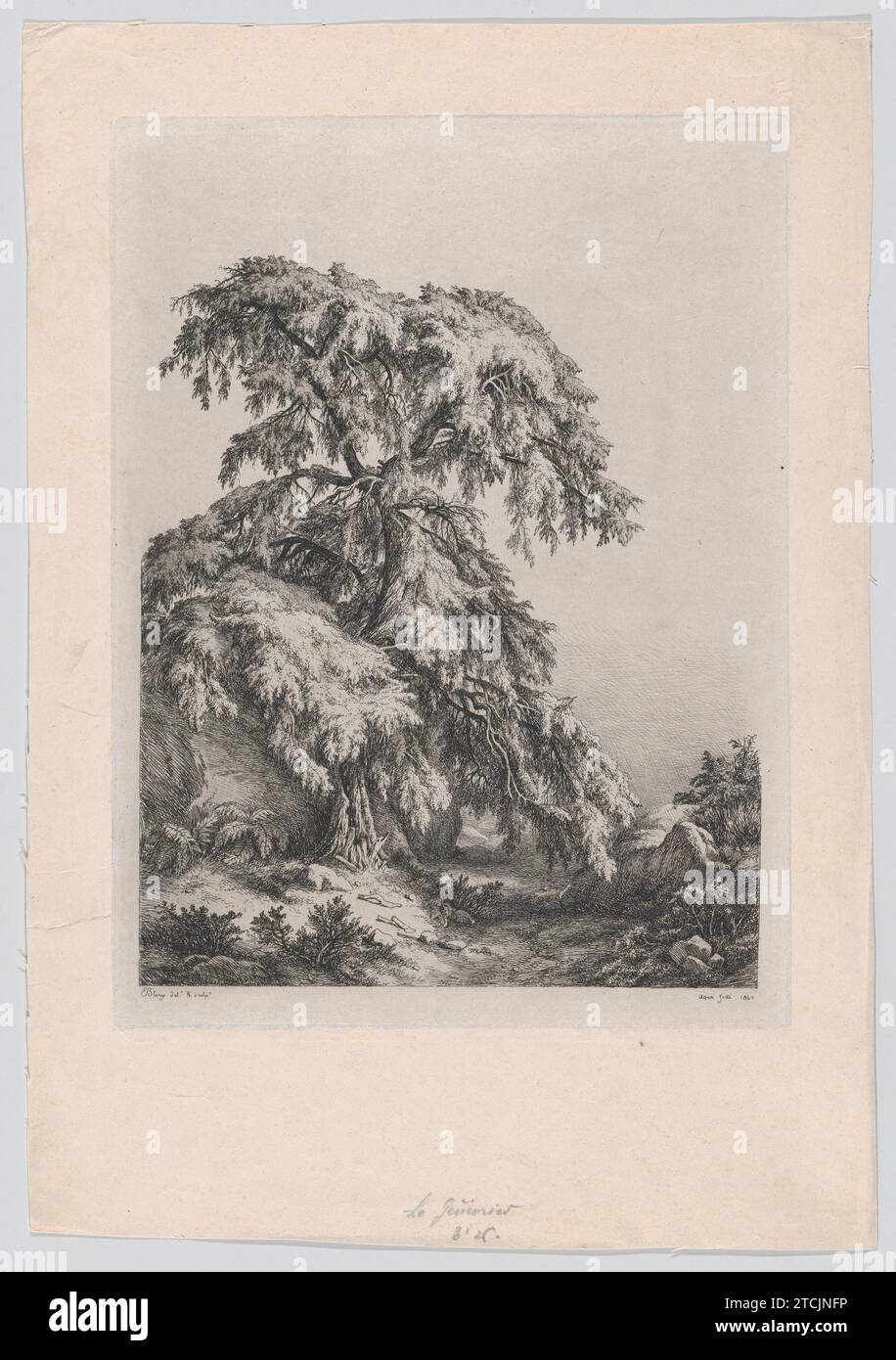 The Juniper Tree, Fontainbleu 1949 by Eugene Stanislas Alexandre Blery ...