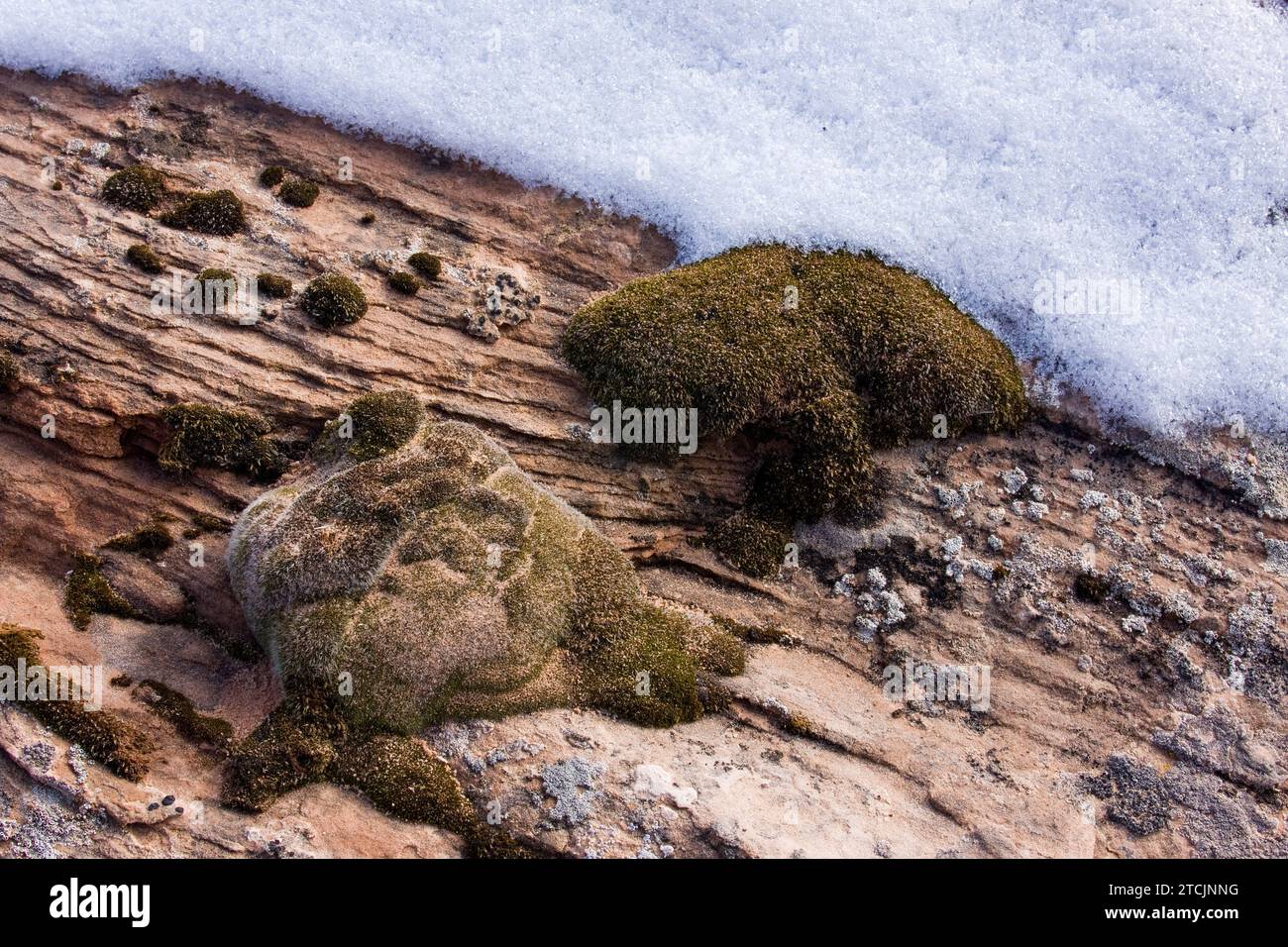 Desert moss and crustose lichens on sandstone with snow in Canyonlands ...