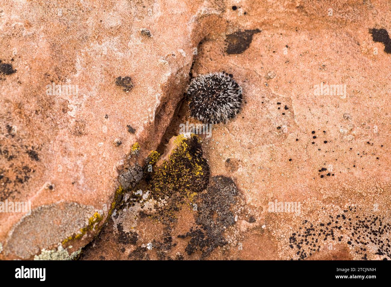Lichens crustose lichens on sandstone hi-res stock photography and ...