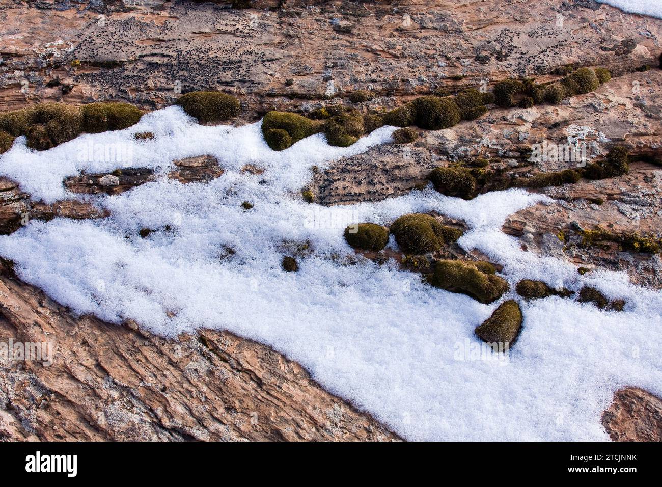 Desert moss and crustose lichens on sandstone with snow in Canyonlands National Park, near Moab ...