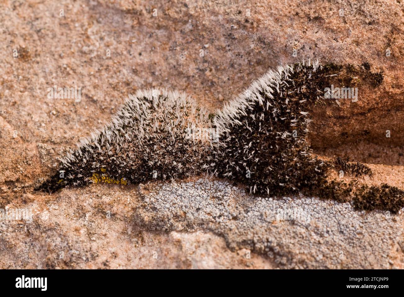 Desert moss and crustose lichens on sandstone near Moab, Utah Stock ...