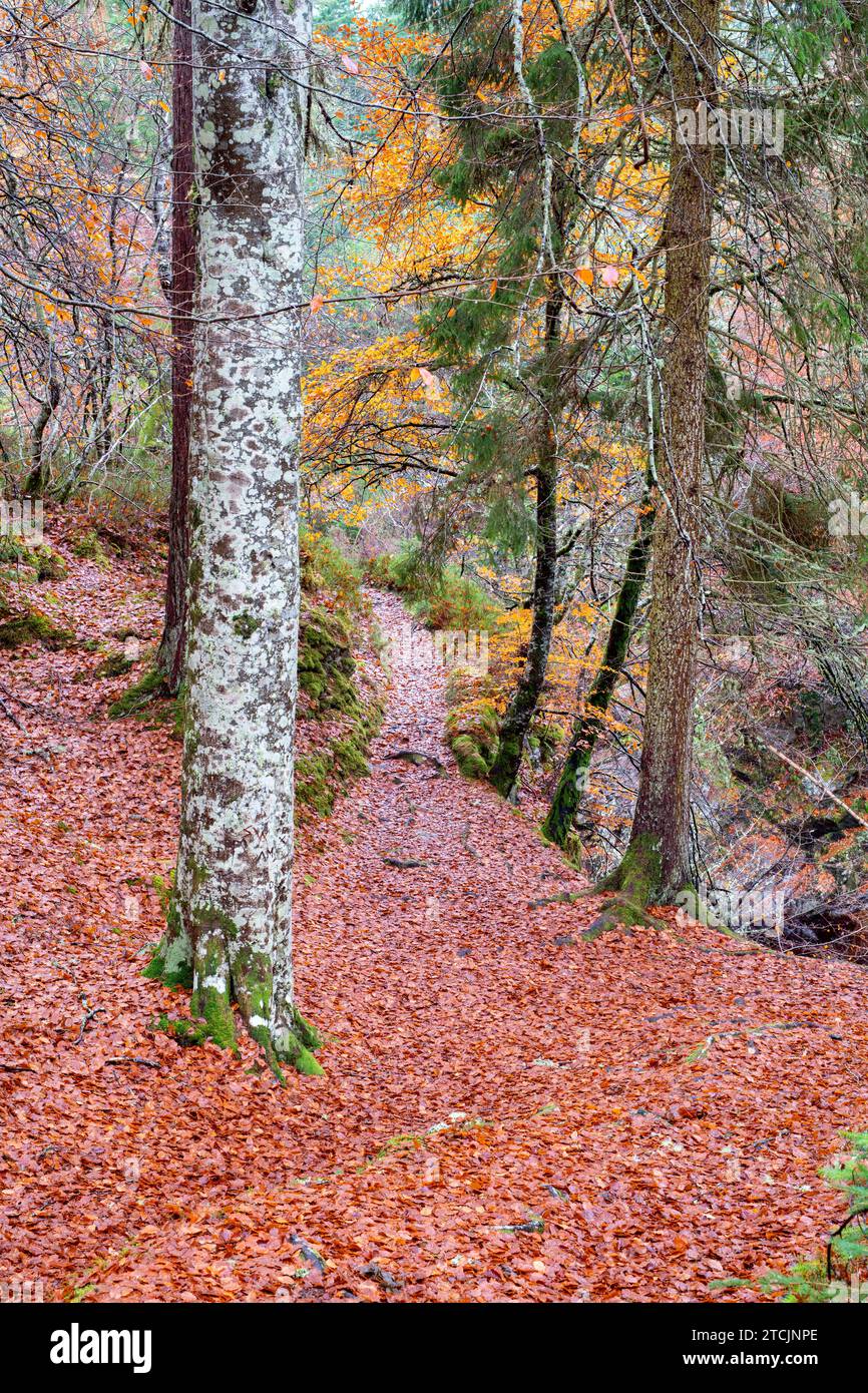 Footpath through beech trees hi-res stock photography and images - Alamy