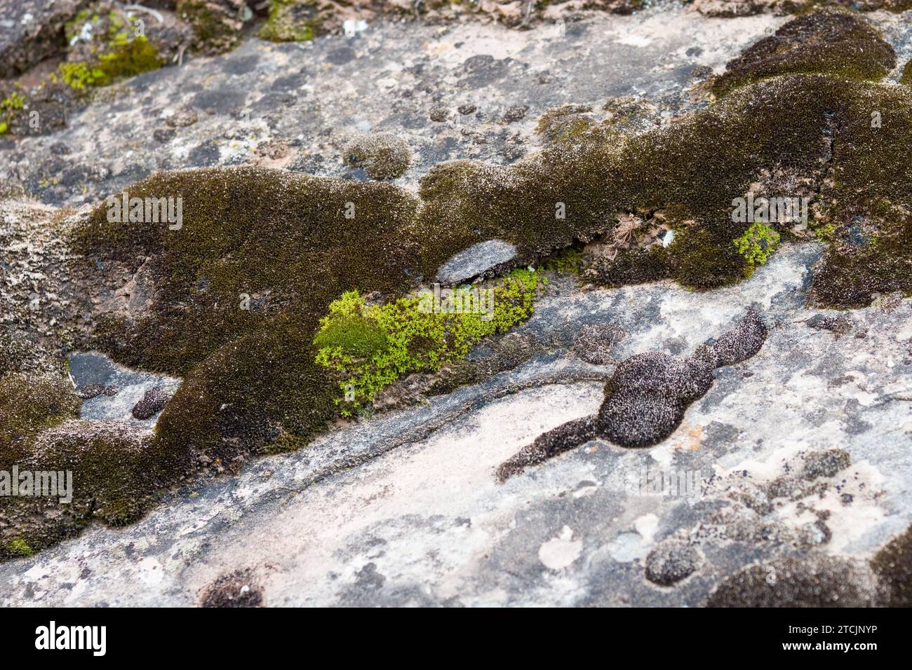 Desert moss on sandstone near Moab, Utah Stock Photo - Alamy