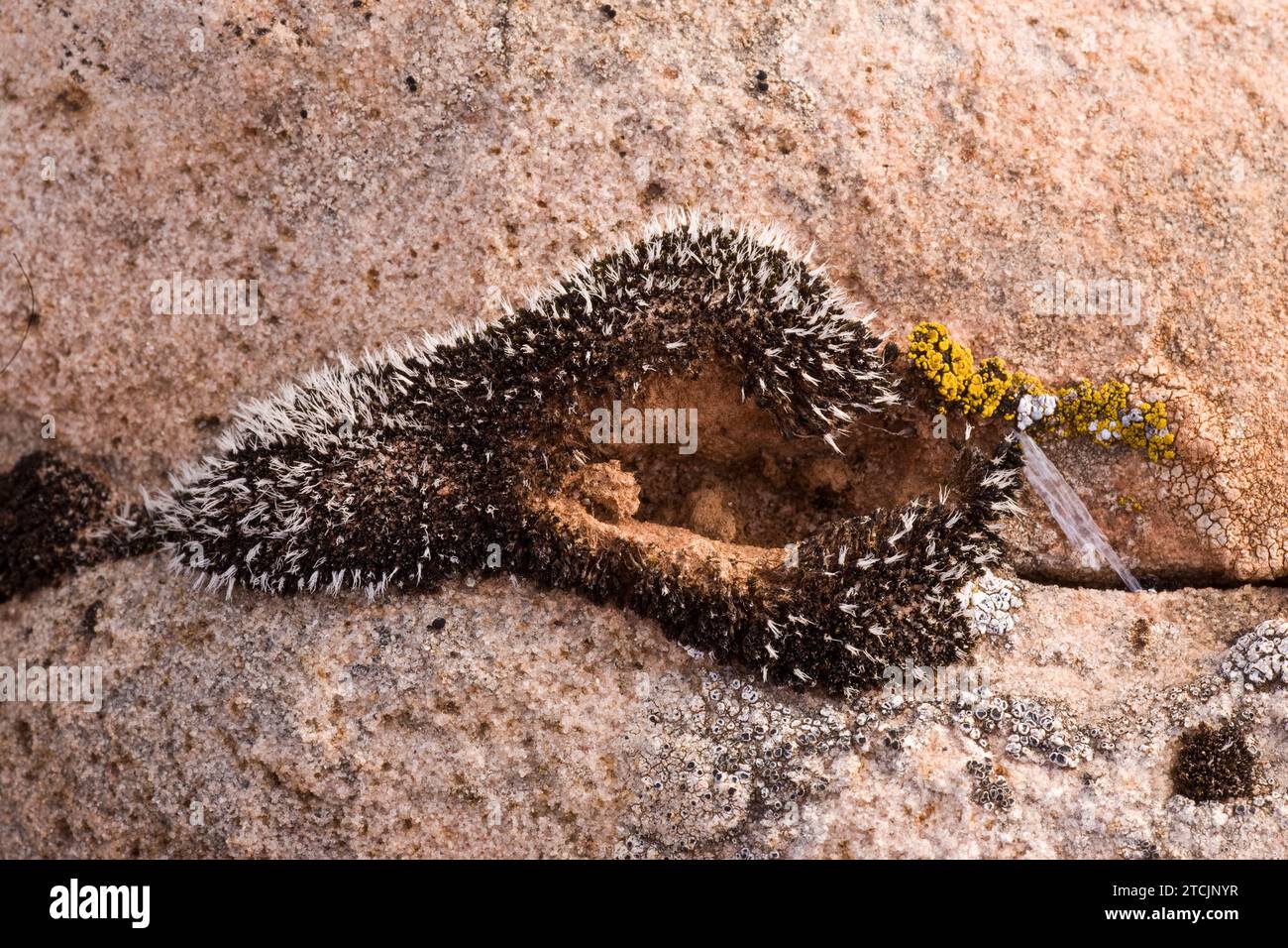 Desert moss and crustose lichens on sandstone near Moab, Utah Stock Photo - Alamy