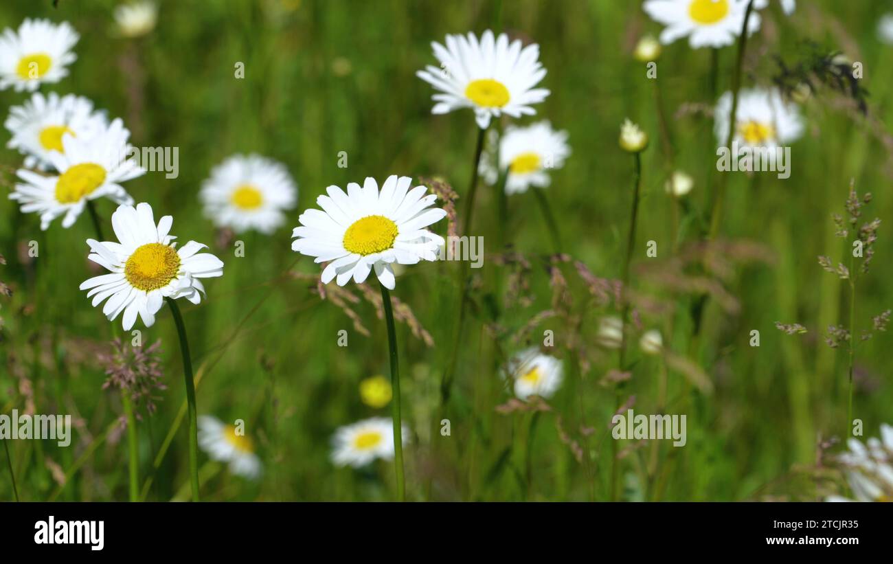 Slow waving in wind flowers hi-res stock photography and images - Alamy