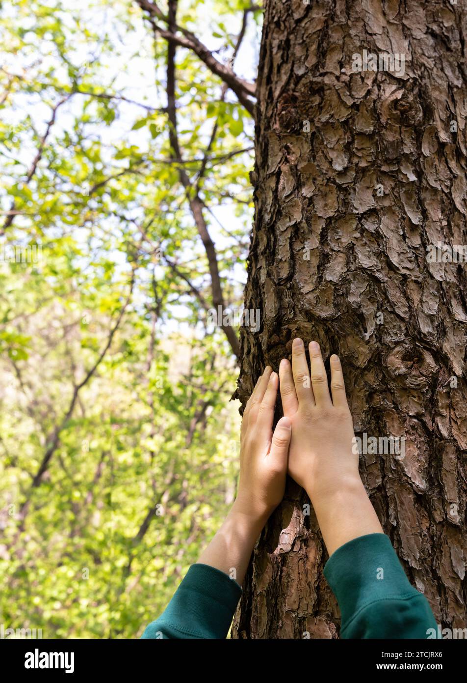 hands hugging a pine tree in the forest Stock Photo - Alamy