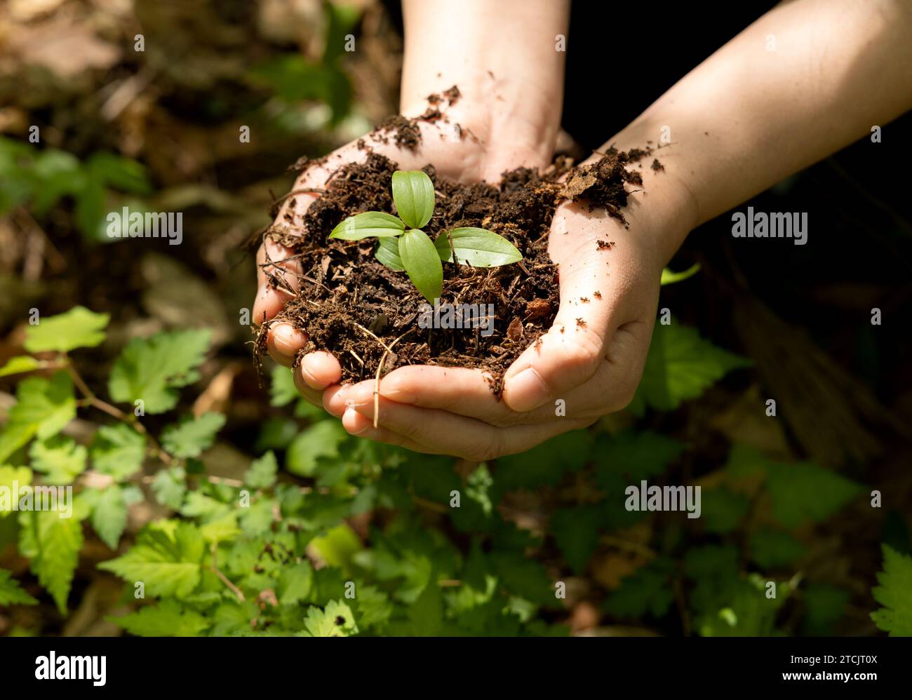 hand planting a sprout plant Stock Photo - Alamy