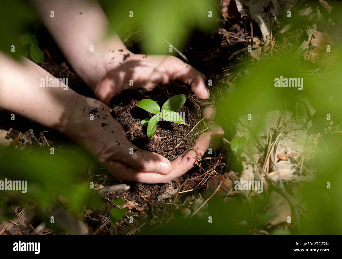 Hand holding plant seedling hi-res stock photography and images - Alamy