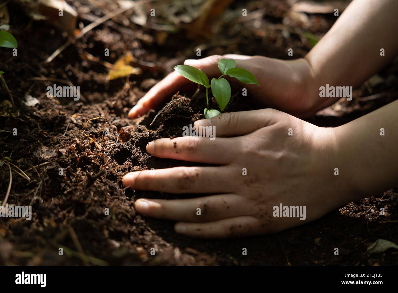 hand planting a sprout plant Stock Photo - Alamy