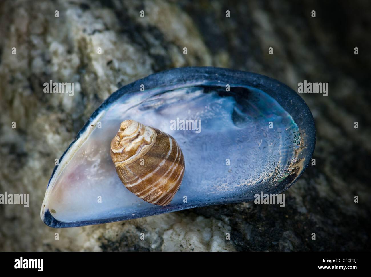 Fascinating marine organism hi-res stock photography and images - Alamy