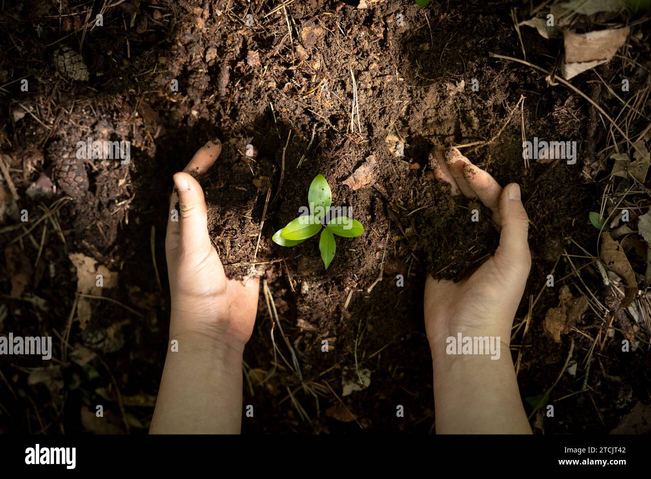 hand planting a sprout plant Stock Photo - Alamy