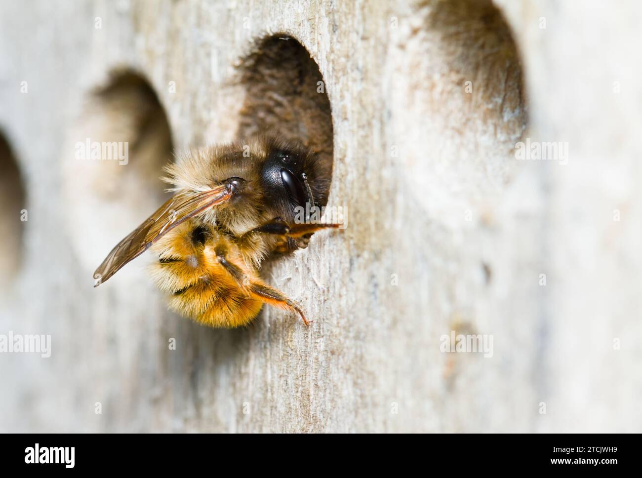 Mortar bee hi-res stock photography and images - Alamy